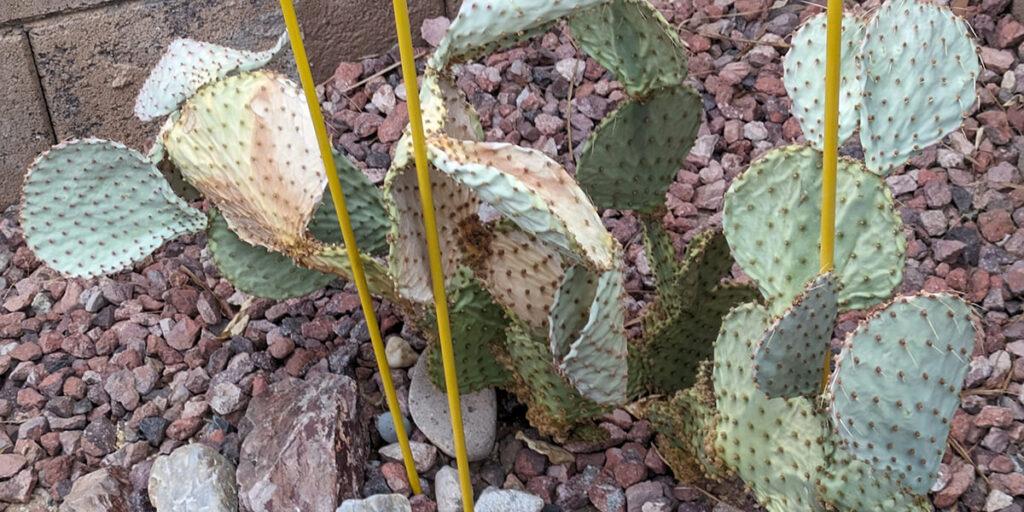 How to Protect Plants in a Heatwave - Expert Tips for Combatting ...