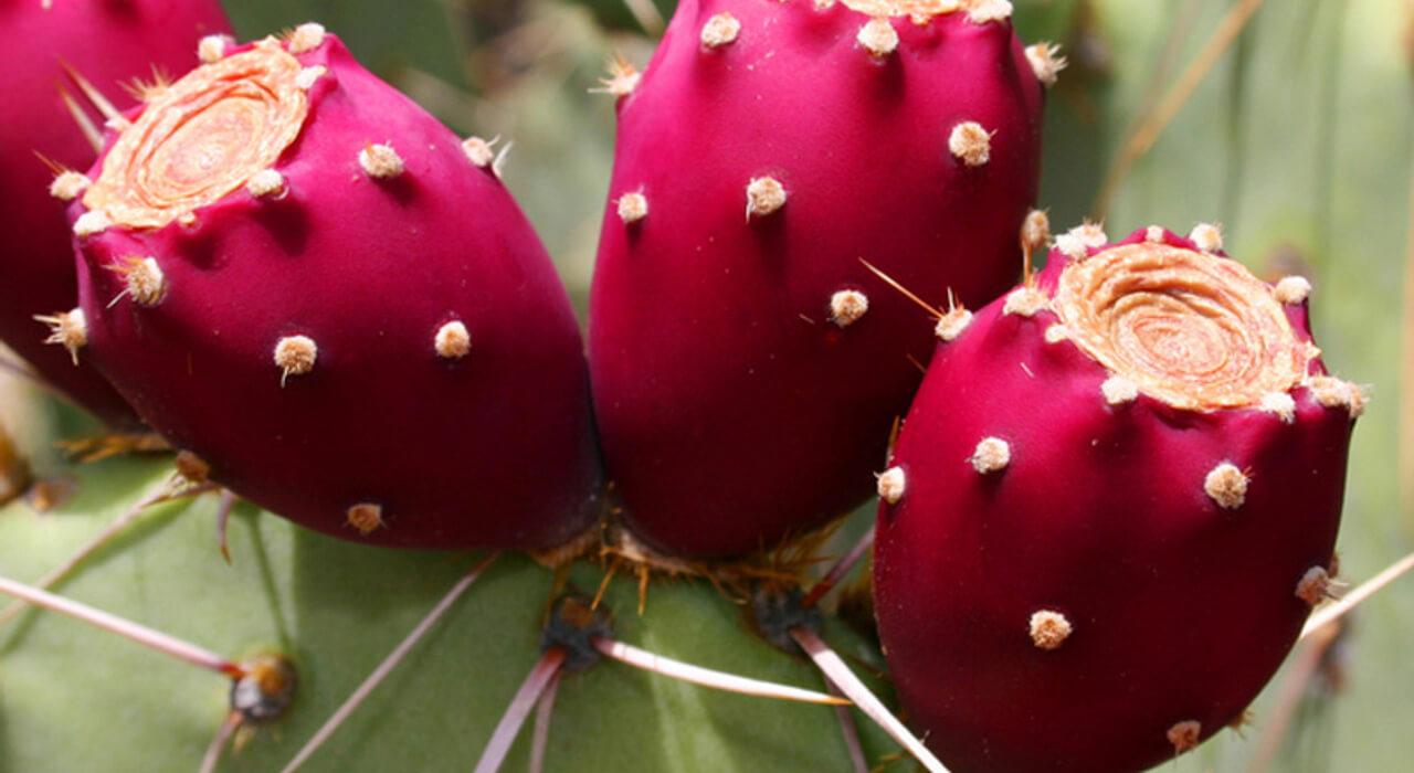 How to Easily Propagate Prickly Pear Cactus