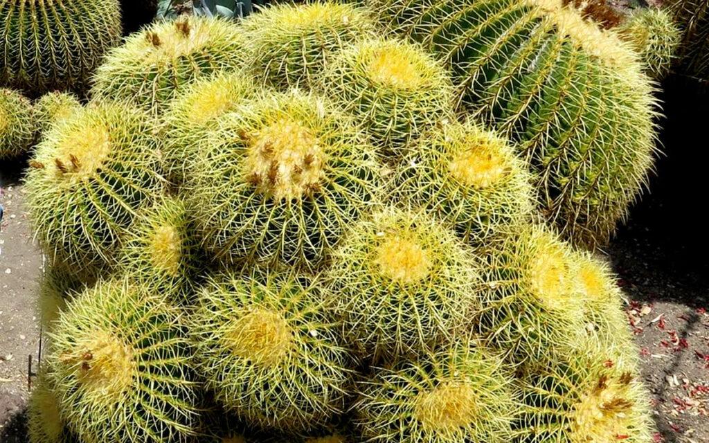 How to Propagate A Barrel Cactus