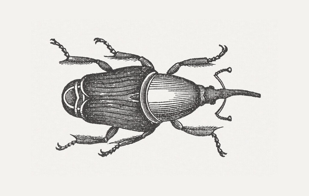 South American Palm Weevil (SAPW)